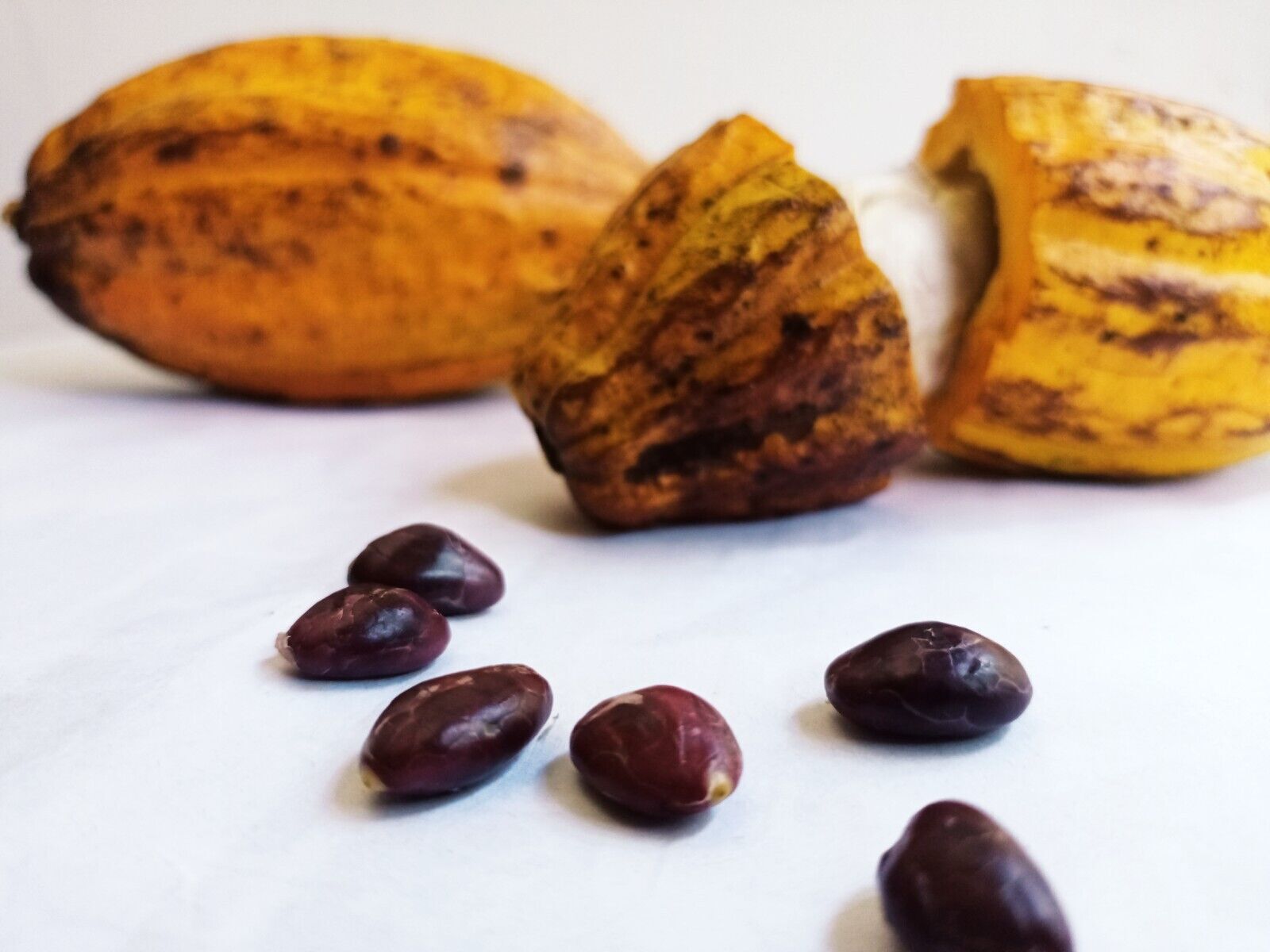 Theobroma Cocoa Seeds Criollo Cocoa Bean Seed Organic Cocoa Seeds Cacao ...