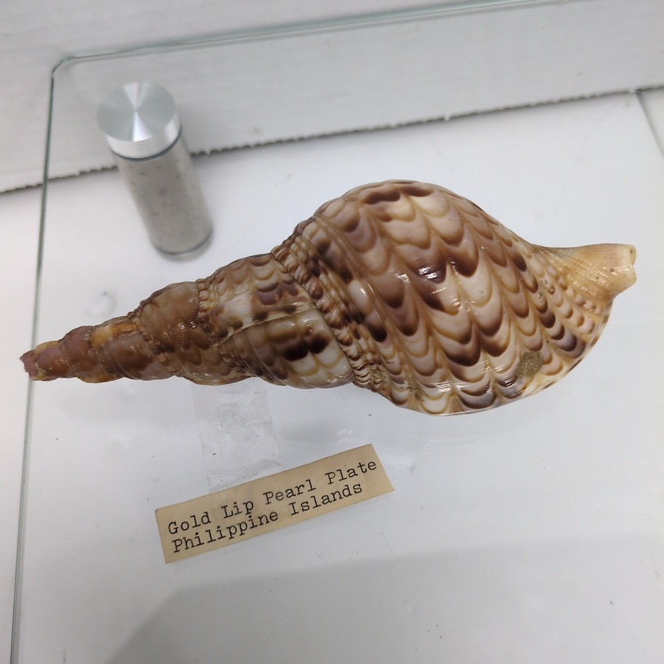 Gold Lip Pearl Plate Philippines Sea Ocean Shell Nature Artifact | eBay