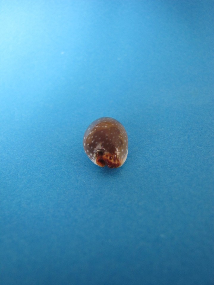 Cypraea Limacina Interstincta 26,3 mm Gem Madagascar " Beau spécimen ...