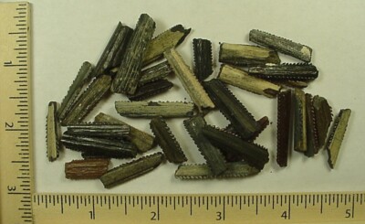 30 - "Broken" Stingray Barb's from North Florida | eBay