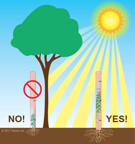 Plantra SunFlex Greenhouse Grow Tube System for Deciduous Trees w ...