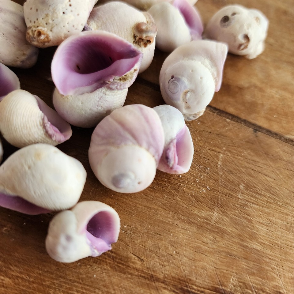 25pc Cebu Shells - Wholesale Shells - Bulk Shells - Craft Shells ...