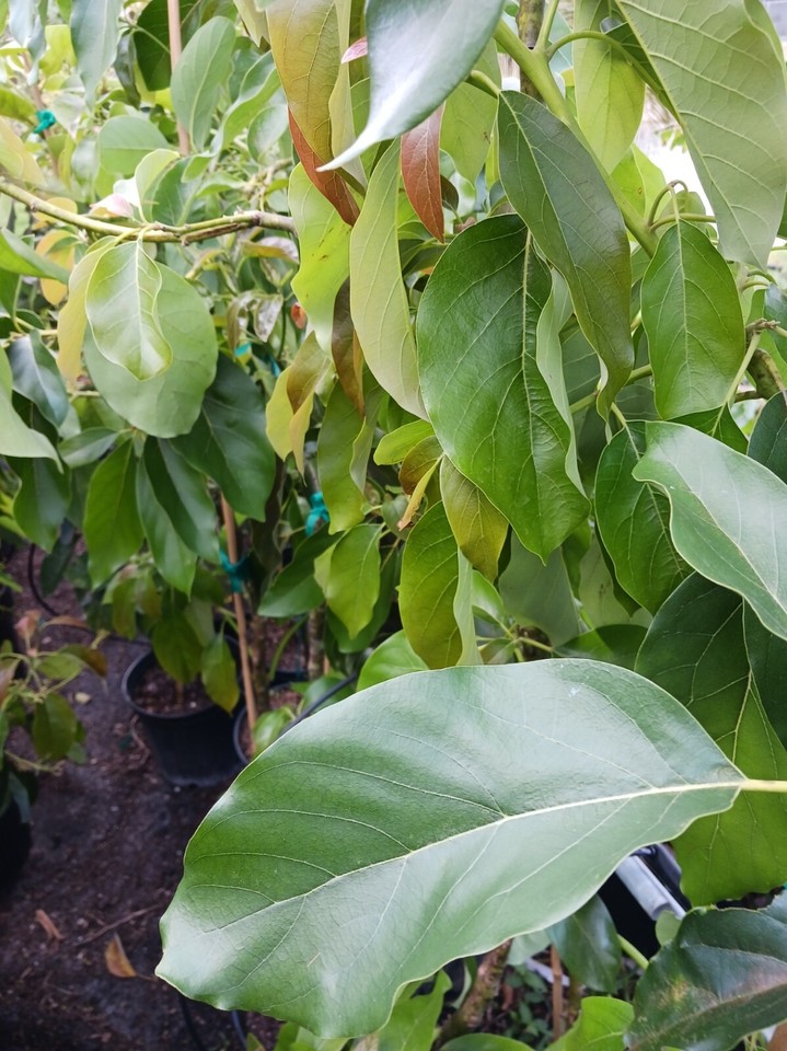 AVOCADO MONROE GRAFTED ORGANIC TREE | eBay