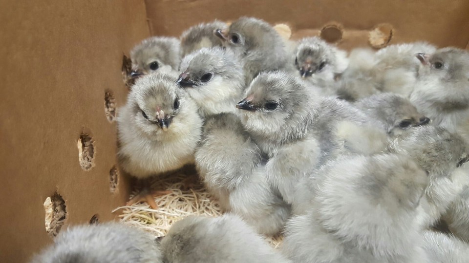 Lavender Ameraucana Hatching Eggs – Fertile, Purebred, 12 Fresh Eggs ...
