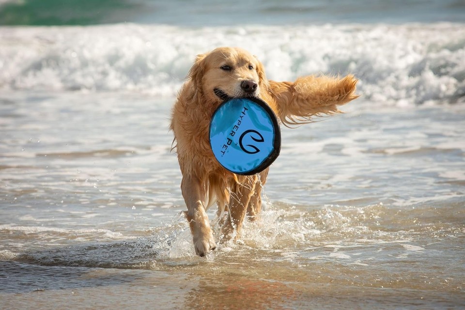 Flippy Flopper Flying Discs for Dogs, Pack of 5 | eBay