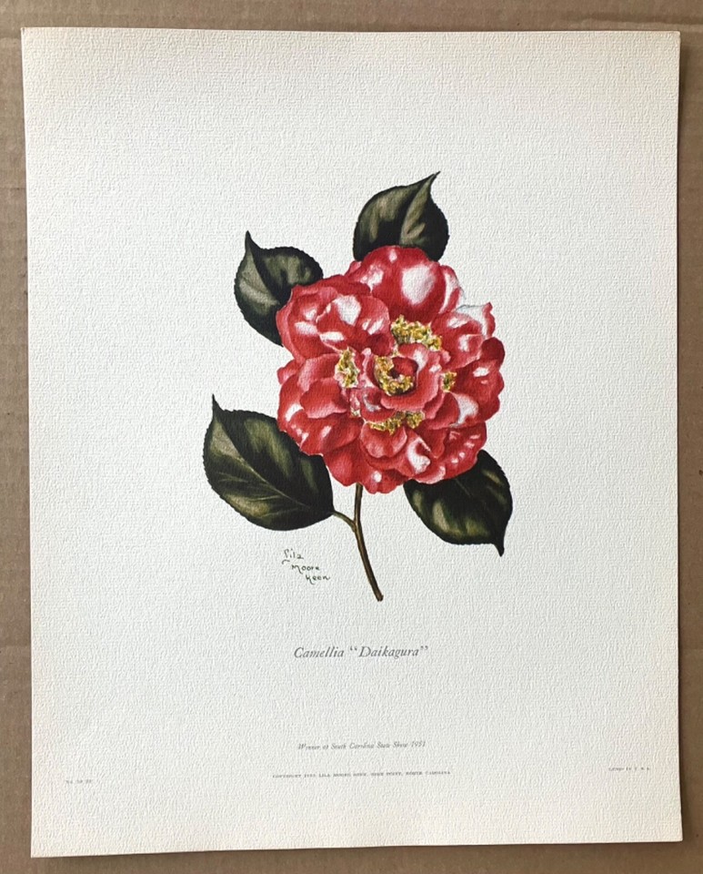 Vintage Lila Moore Keen Flower Print in 16x20 Mat: "Camellia Daikagura ...