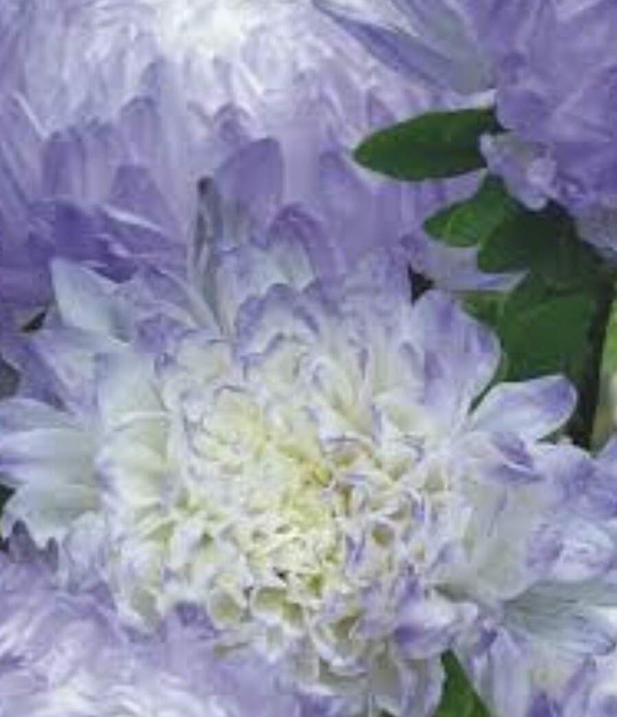 150 Organic Aster duchess blue ice seeds aster seeds flower seeds. UK ...