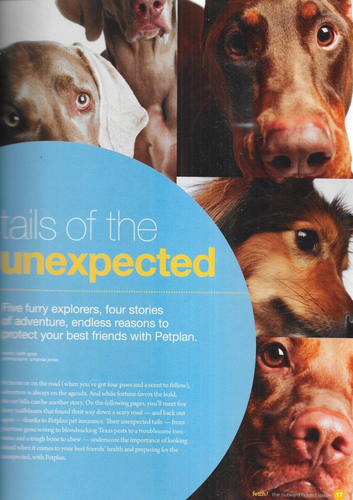 Fetch Magazine Outward Hound Issue Weather Noise and Phobias Outdoors ...