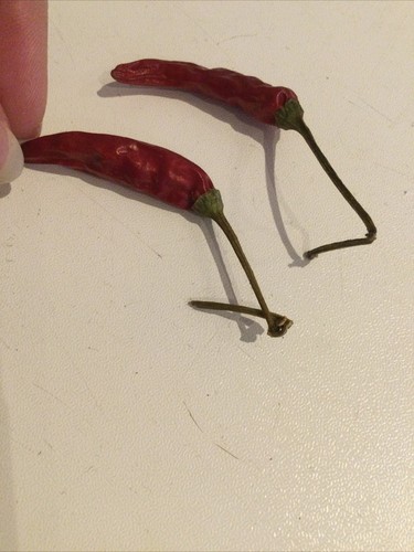 5 Dwarf Chilli Pepper Seeds - Demon Red Very Hot - Grow On Windowsill ...