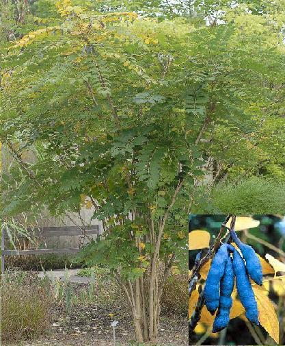 Blue Sausage Fruit, Decaisnea fargesii, Shrub Seeds (Fast, Fall Color ...