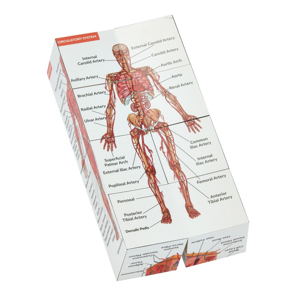 Human Anatomy Study Cube | Anatomy Gift | Learn 9 Parts of The Human ...