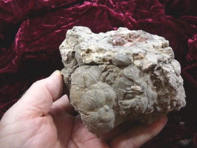 (PP515-60) 3 lbs Real Fossil Crocodile croc POOP doo doo Triassic ...