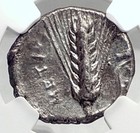 METAPONTION Metapontum in LUCANIA Silver 340BC Greek Coin w LEUKIPPOS ...