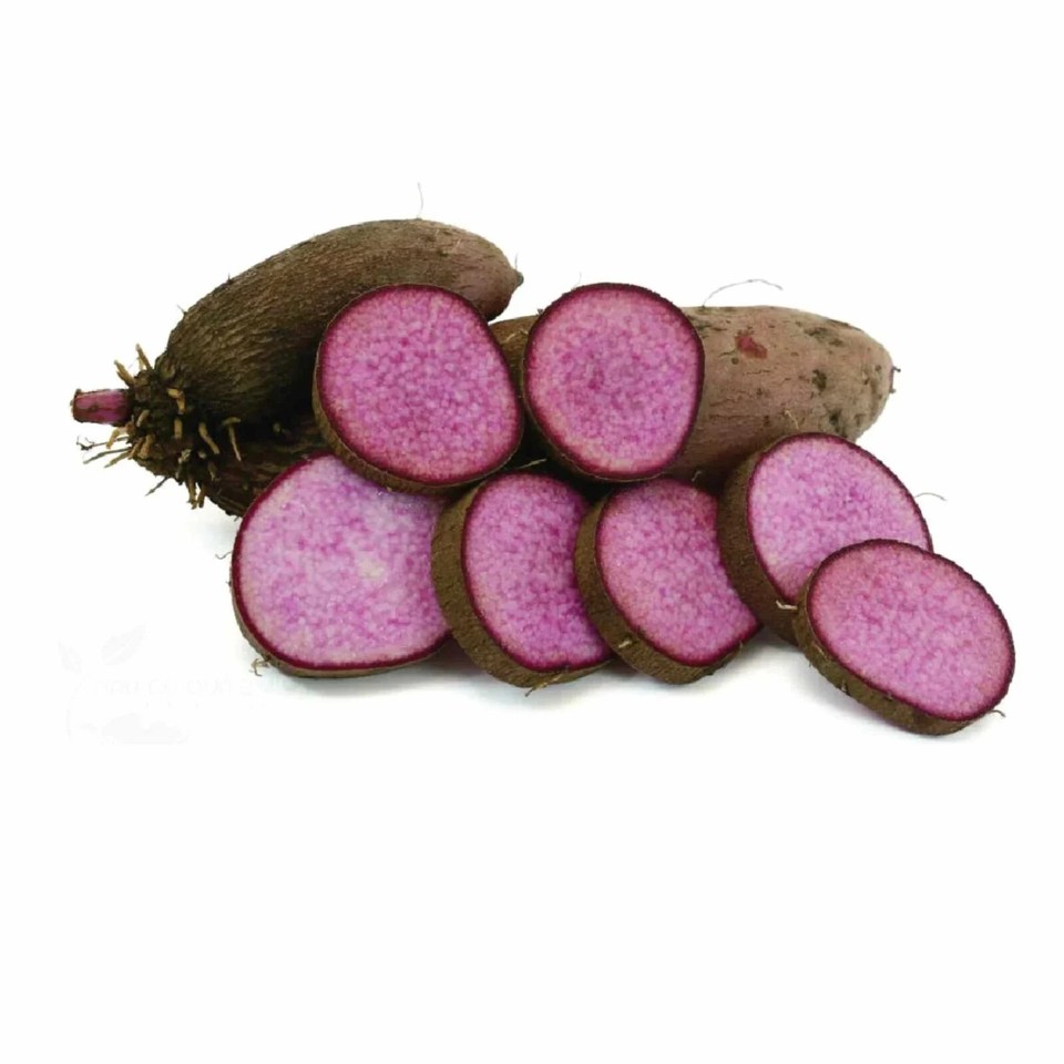 Ube True Purple Yam Dioscorea Alata Huge Tuber for Planting or Cooking ...