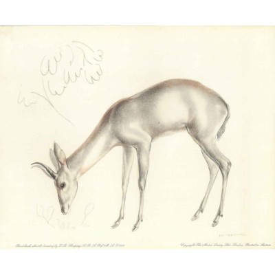 Reed-Buck - J R Skeaping Print | eBay