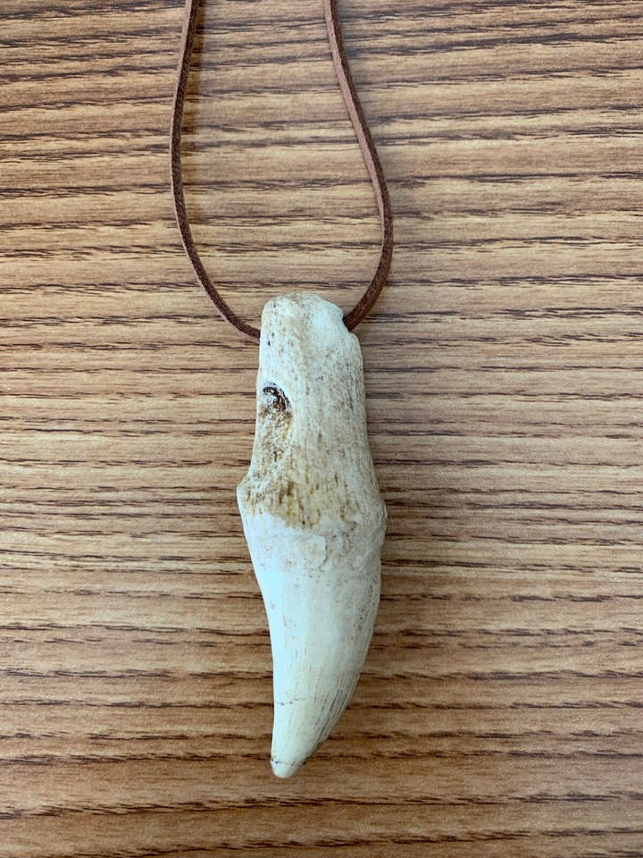 African Lion Fang Tribal Talisman Necklace Cast Resin Fossil Replica 3 ...