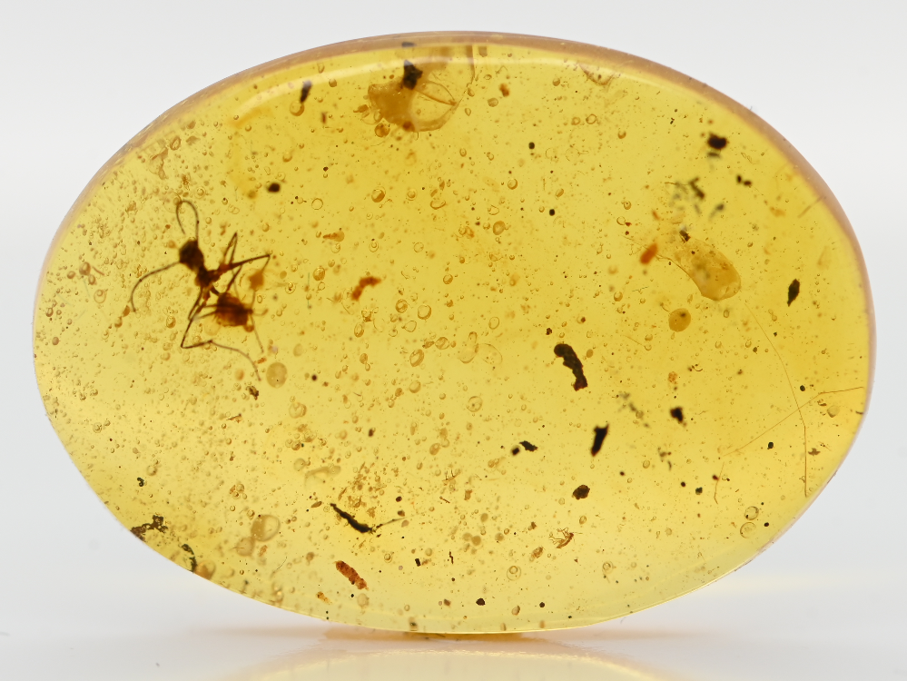 Extinct Sphecomyrma Ant, Fossil Inclusion in Burmese Amber | eBay