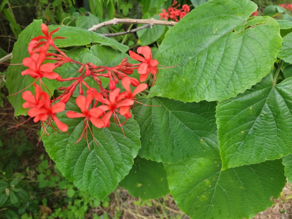 7 Clerodendrum speciosissimum Java Glory Bower Cuttings Unrooted ...