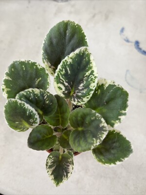 African Violet Starter Plant Watermelon Snow | eBay