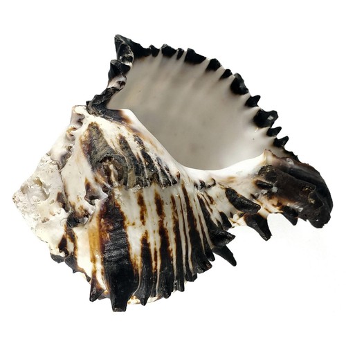 Large Black Murex Shell Zebra Bone Seashell Conch Muricanthus Nigritus ...