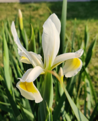 spuria iris rhizome, f. Orientalis, iris Orientalis | eBay