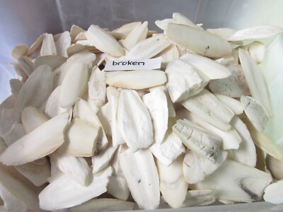 Cuttlefish cuttlebone - 400grams of broken | eBay