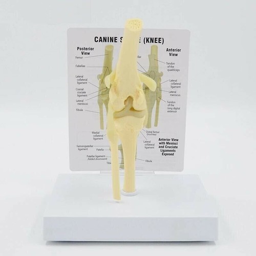 Animal Skeleton Model Canine Knee Joint Anatomical Manual Science Gifts | eBay
