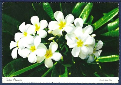 Plumeria - A Favorite Flower Found Almost Everywhere on Guam, U.S.A. | eBay