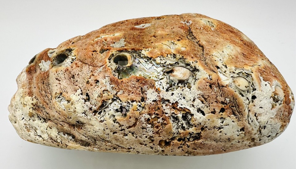 MASSIVE 8.75” Vintage Trophy Red Abalone Shell Haliotis Rufescent With ...