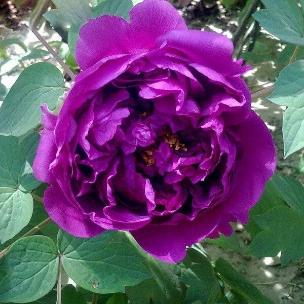 Dark Purple Peonies