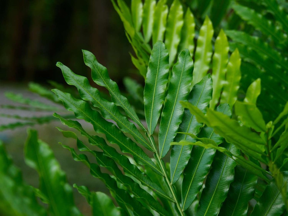 LIVE PLANT 3ft Japanese fern tree Filicium decipiens Fern-leaf Tree ...