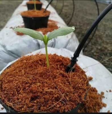 Coco Peat Sterilizing kohubath Home Fertilizer Suppresses Bacterial eco ...