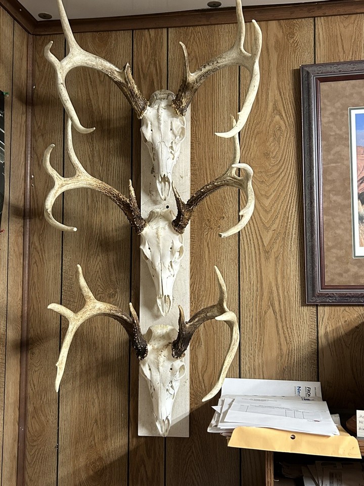 European Whitetail Skull Whitening Kit (enough for one Skull) works on ...