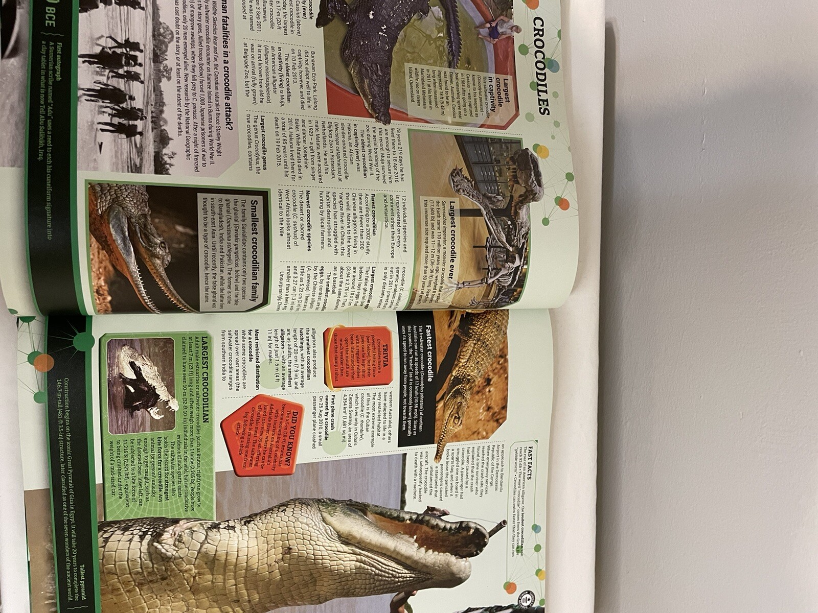 Cassius Clay Crocodile