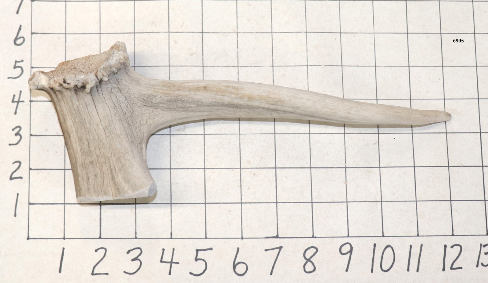 1 Elk Antler Crown Walking Cane Top Handle Crafts Dog Chew Treat | eBay