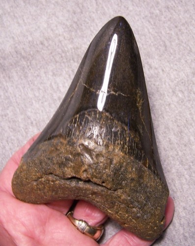 MEGALODON SHARK TOOTH SHARKS TEETH FOSSIL STUNNING COLOR 4 15/16 ...