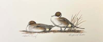 Maynard Reece - Pintails - RARE Hand-Colored A/P Lithograph - Signed ...