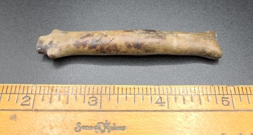 Antique Civil War Ceramic Figural Poison Bottle - Bone - Skull & Bones ...