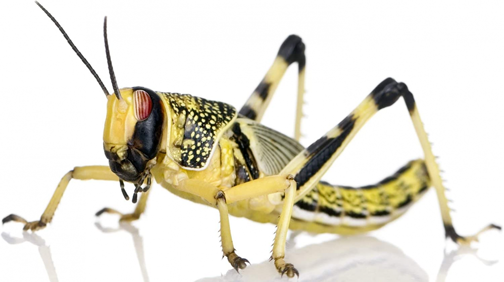 Online Reptile Shop Livefood Locusts - Size Large (25-35mm), Bag of 100 ...