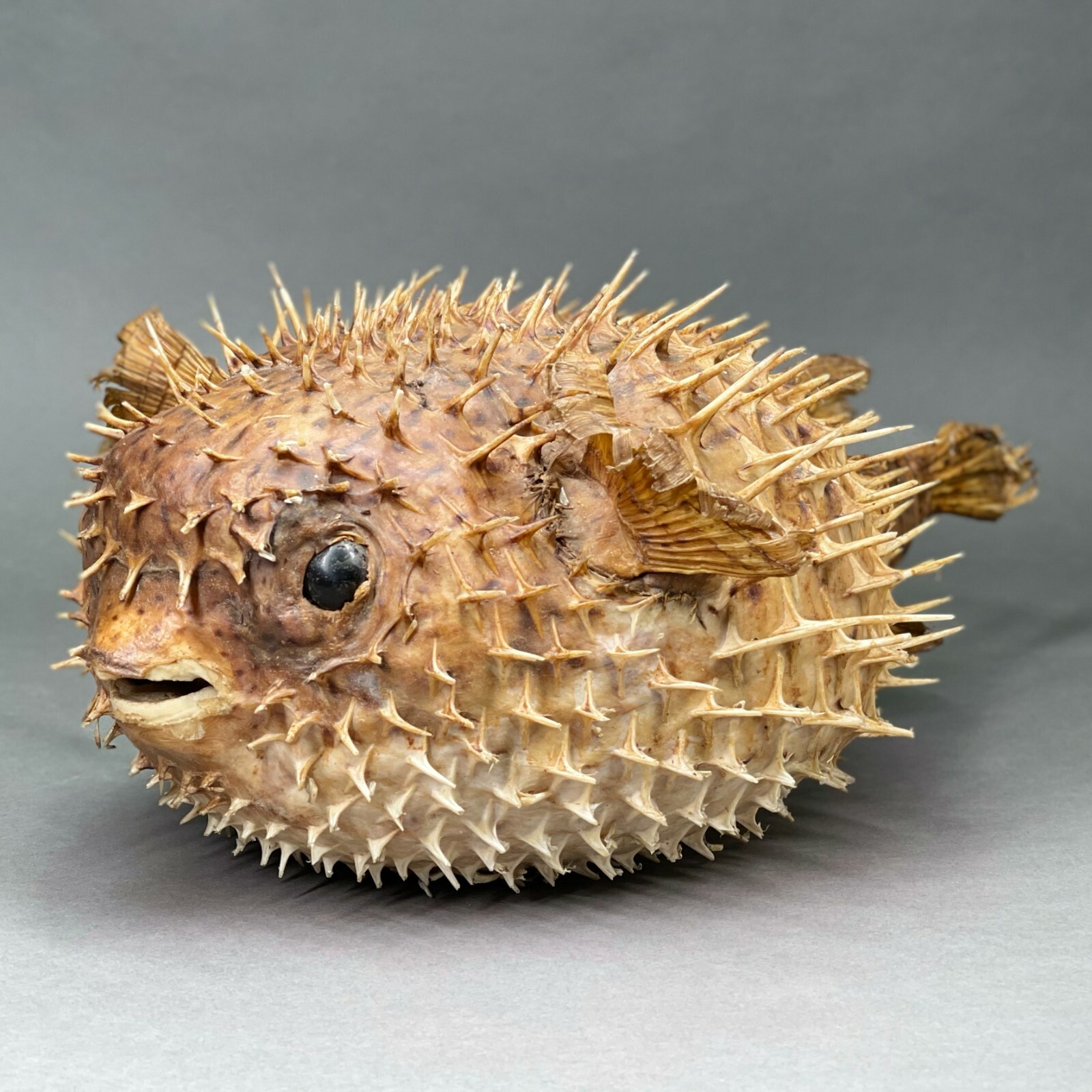 Poisson Globe d’occasion | Plus que 3 à -75%