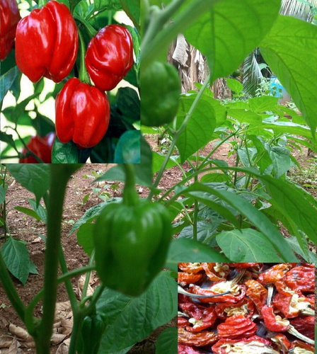 50+ RED COBRA CHILI Papper DRIED PODS 100% NATHURAL CYLON HOT CHILI | eBay