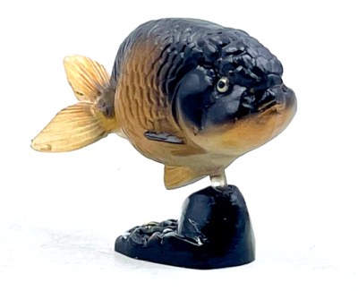 Black Ranchu Goldfish
