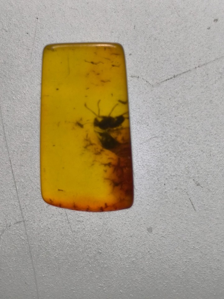 Bernstein mit Insekt Natur Exclusiv | eBay.de