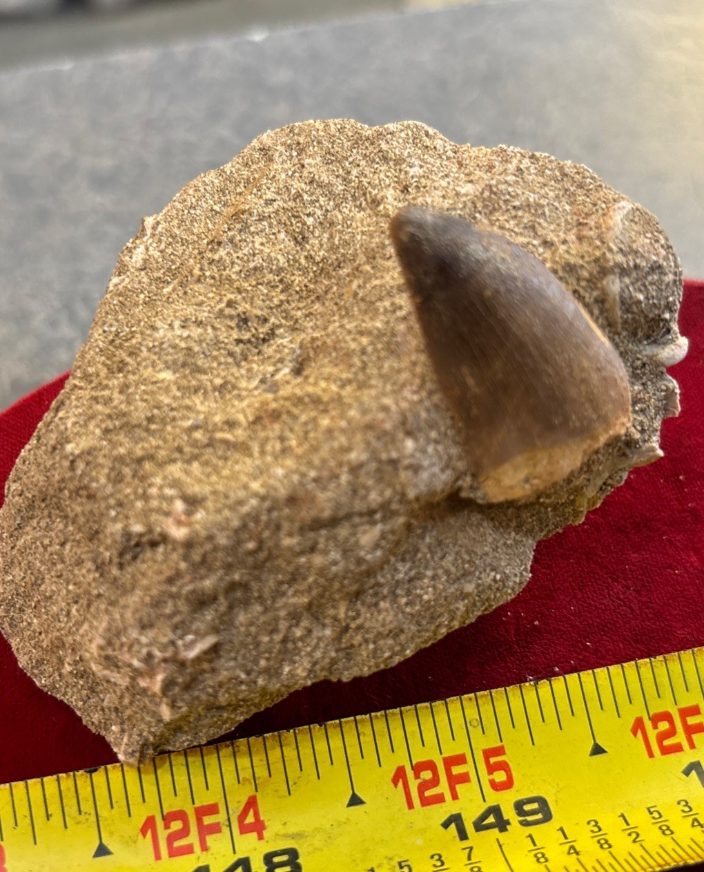 Mosasaurus tooth in Matrix Excellent condition. | eBay