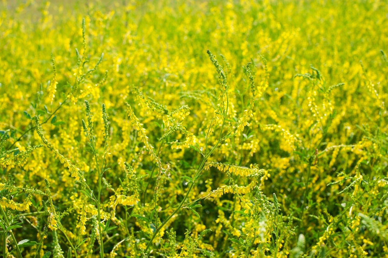 Meliot Sweet Clover Herb / Melilotus L / Herbal Tea Health Embassy ...