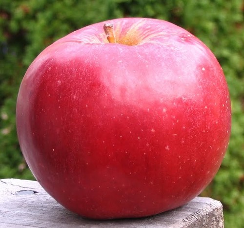 RARE Bardsey Apple Tree collection only | eBay