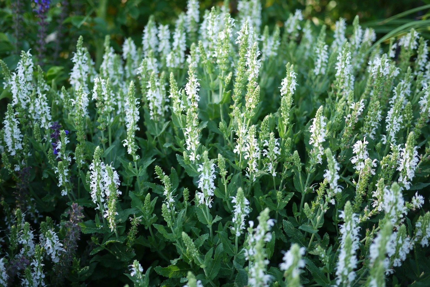 Salvia Victoria White (Salvia Farinacea) 50 seeds | eBay