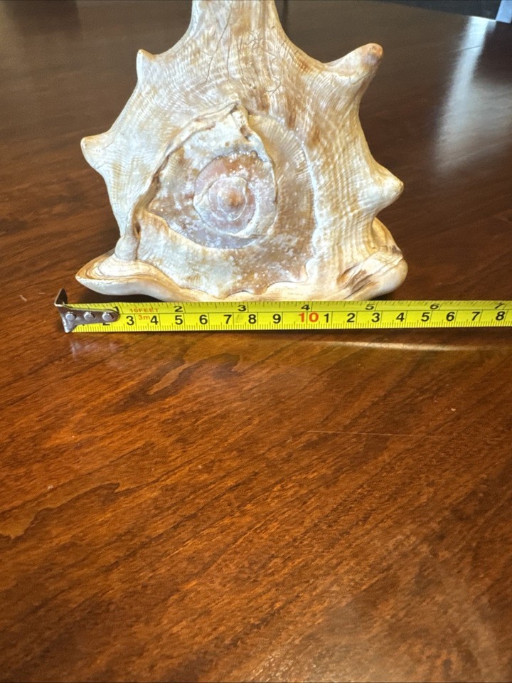 Large Horned Helmet Conch Shell Natural 7x6x5 Cassis Cornuta Beach ...