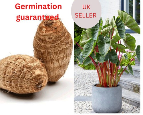 5 bulbs Colocasia Esculenta Elephant ear Edoe Bulbs Tuber Plant Taro ...