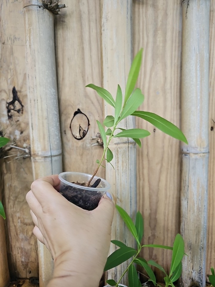 JAMUN JAMBUL FRUIT TREE Syzygium cumini INDIAN WAX APPLE Java plum live ...